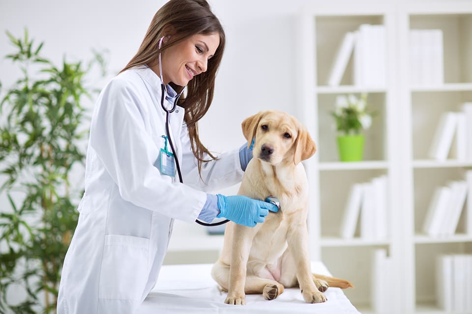 Physically Active Jobs That Pay Well and Keep You Active