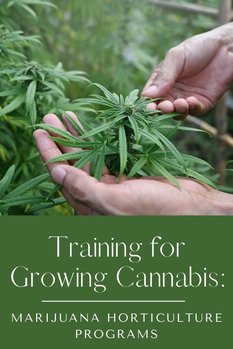 Training for Growing Cannabis: Marijuana Horticulture Programs
