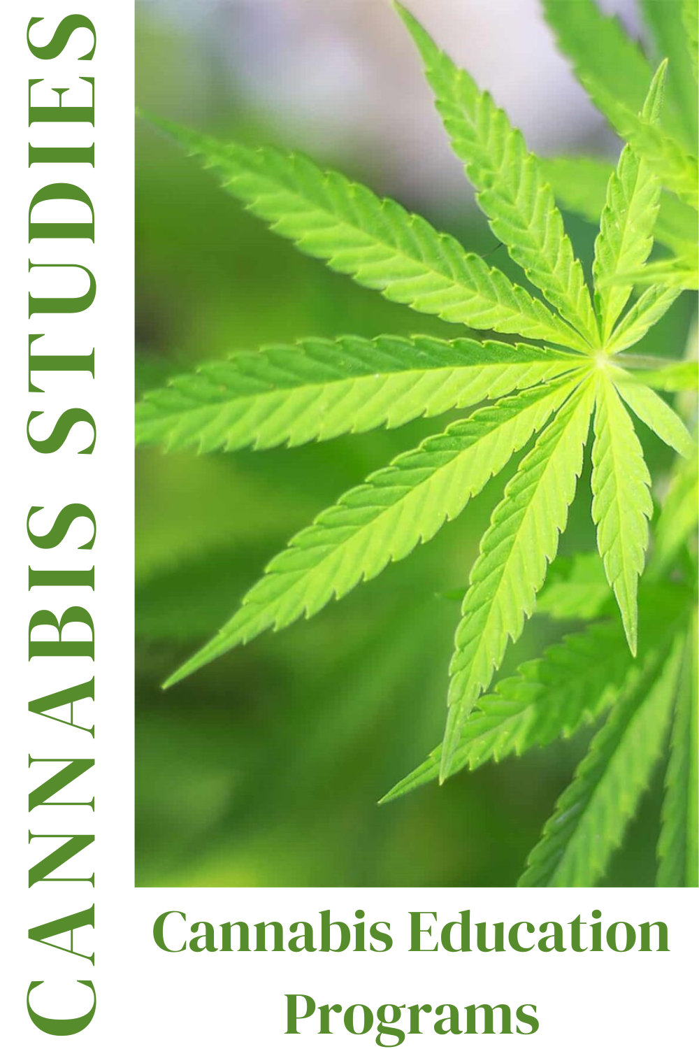 Cannabis Education Programs—Training for a Thriving Career!